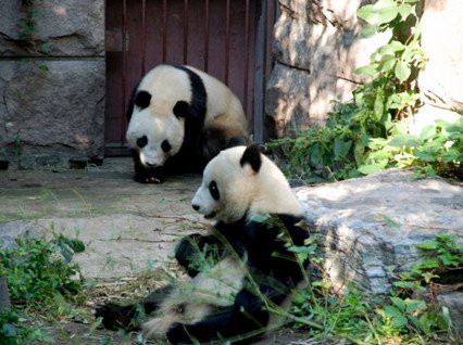 1 Day Tour: Lama Confucius Temple Panda Zoo Tiananmen Square , Beijing ...